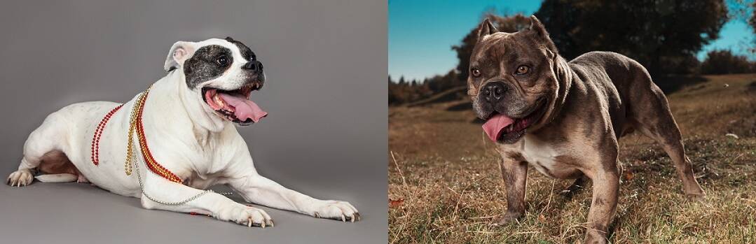 American Bully VS American Bulldog: What’s The Difference? - K9 Web