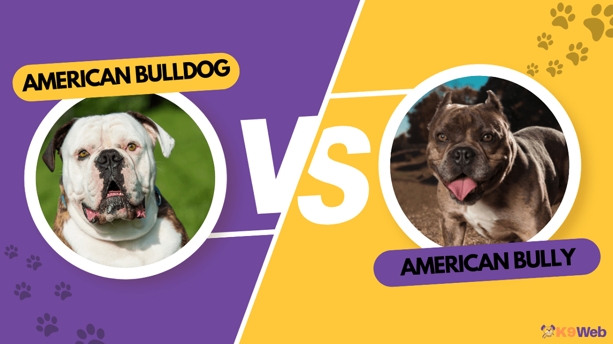 American Bully VS American Bulldog: What’s The Difference? - K9 Web