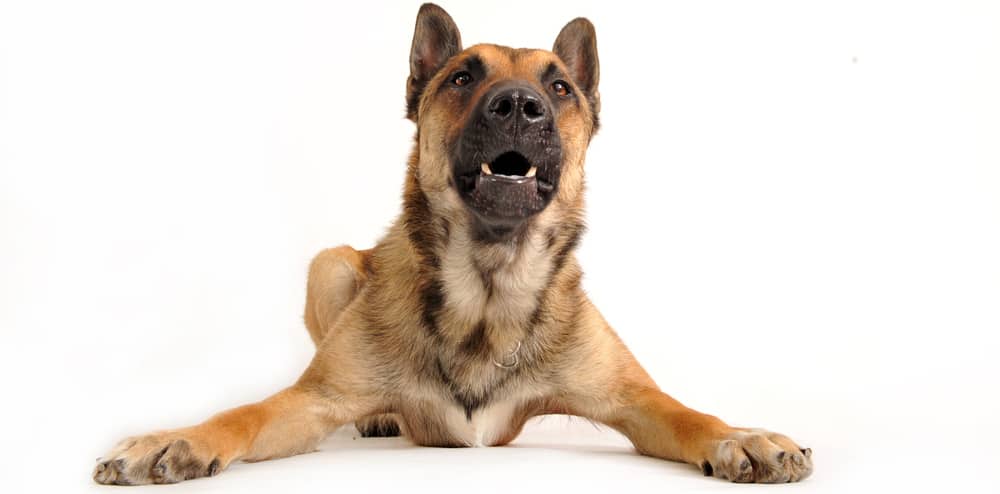 How to Stop Your Dog from Barking at Night? [9 Simple Training Rules to ...