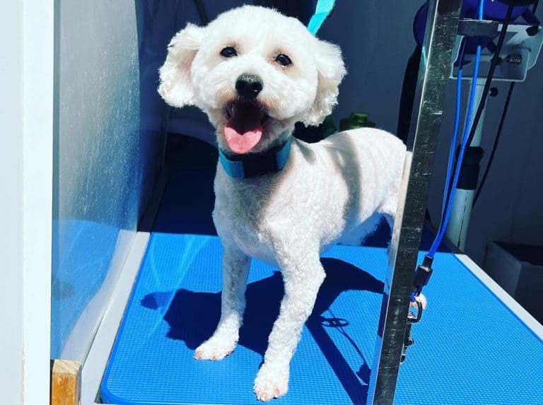 Bichon Frise Haircuts: Which Is Best For My Dog? - K9 Web