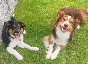 Border Collie Colors: Are They Only Black and White? - K9 Web