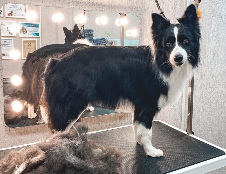 Border Collie Colors: Are They Only Black and White? - K9 Web