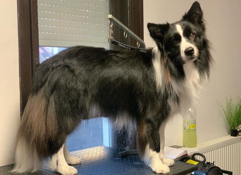 Border Collie Colors: Are They Only Black and White? - K9 Web