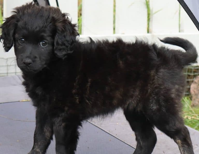 Labradoodle Colors: The Standard & Rare Lab Poodle Coat Colors - K9 Web