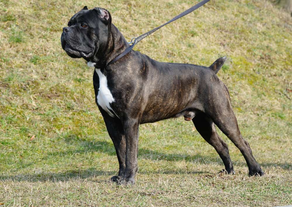 Cane Corso Colors: The Standard & Rarest Coat Colors - K9 Web