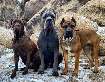 Cane Corso Colors: The Standard & Rarest Coat Colors - K9 Web
