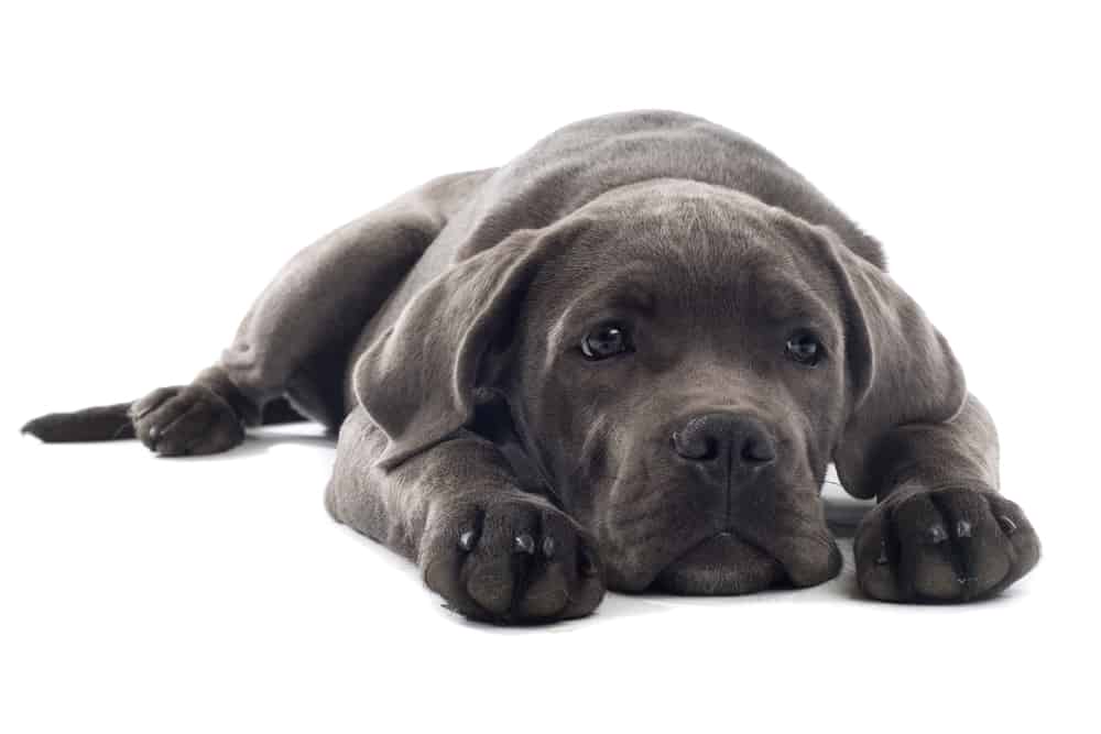 Cane Corso Colors: The Standard & Rarest Coat Colors - K9 Web