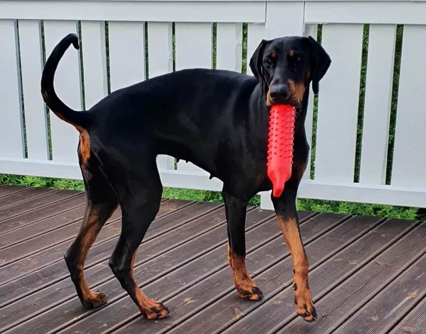 Doberman Price: How Much Does a Doberman Puppy Cost? - K9 Web