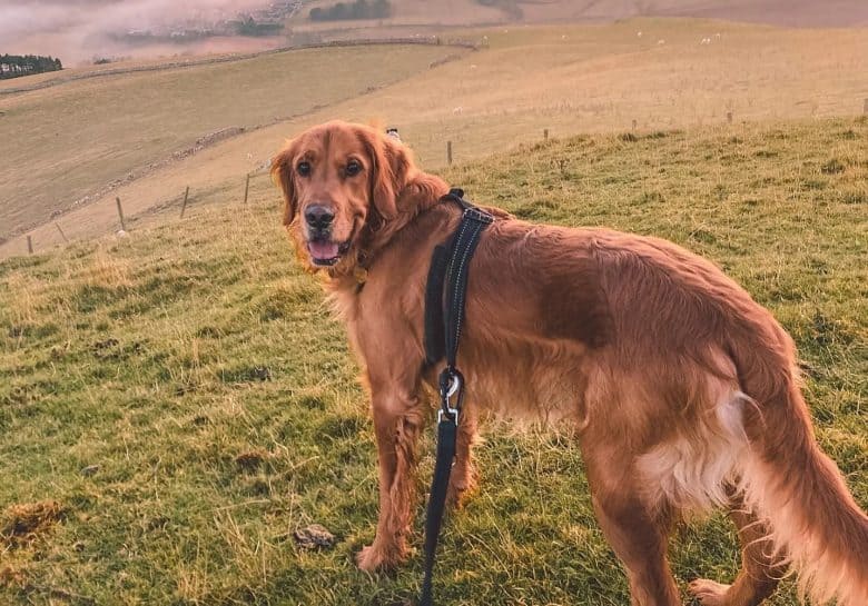 Breeds Archive - Page 2 of 62 - K9 Web