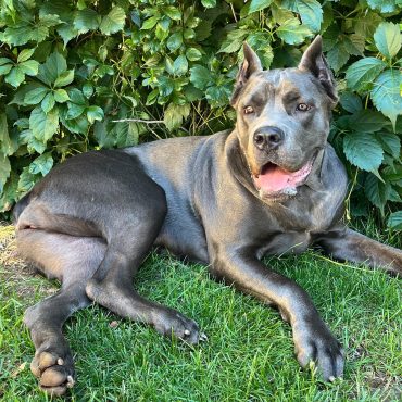 Cane Corso Colors: The Standard & Rarest Coat Colors - K9 Web