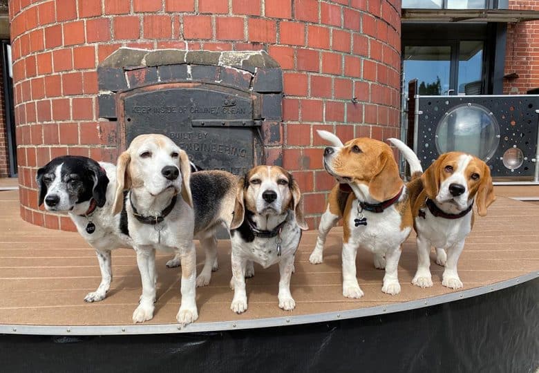Beagle Price: How Much Does a Beagle Puppy Cost? - K9 Web