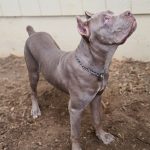 Cane Corso Colors: The Standard & Rarest Coat Colors - K9 Web