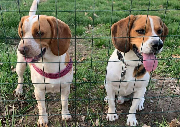Beagle Price: Is It Expensive to Own This Popular Breed? - K9 Web