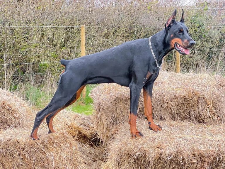 Doberman Price: How Much Does a Doberman Puppy Cost? - K9 Web
