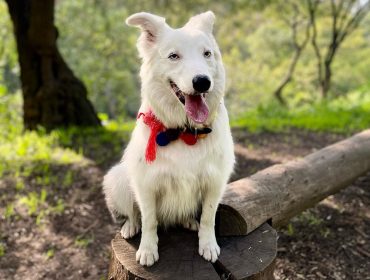 Border Collie Colors: Are They Only Black and White? - K9 Web