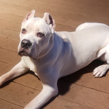 Cane Corso Colors: The Standard & Rarest Coat Colors - K9 Web