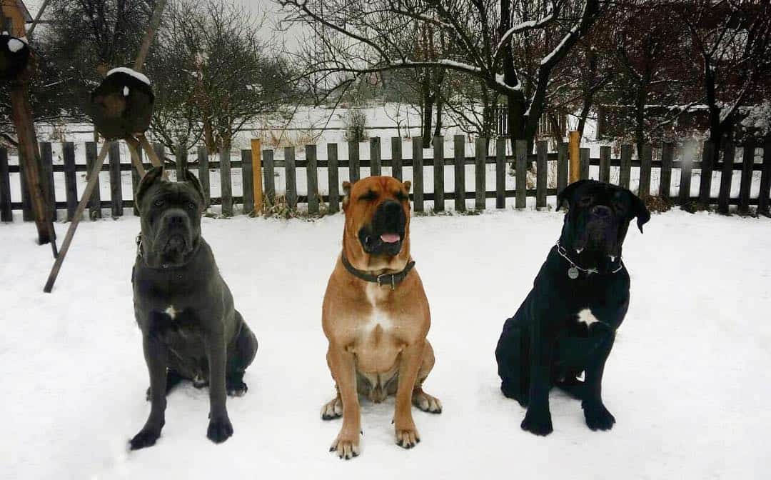 Cane Corso Colors: The Standard & Rarest Coat Colors - K9 Web