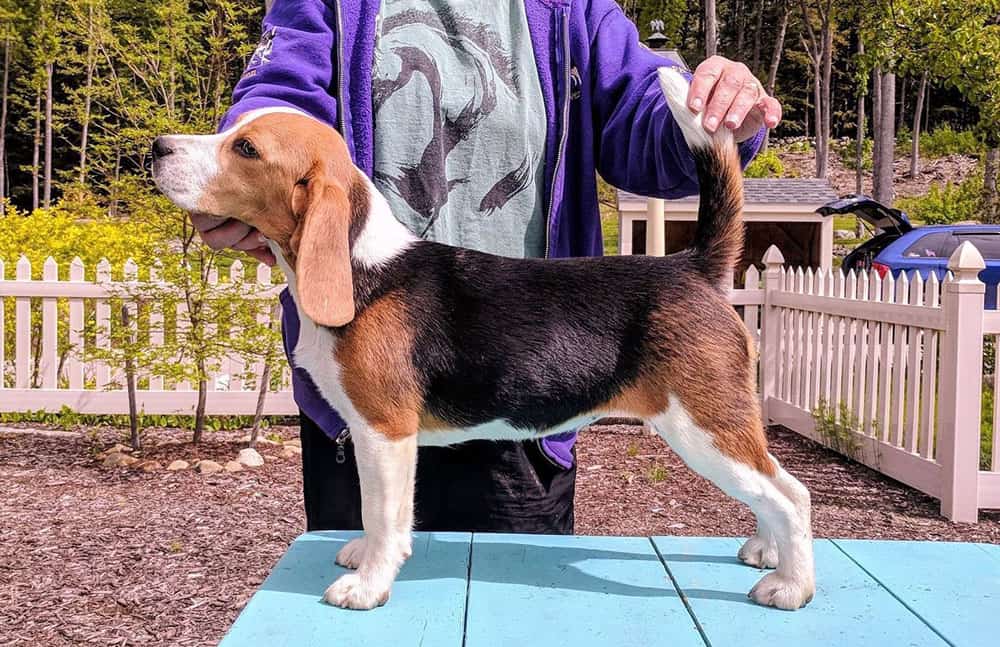 Beagle Growth And Weight Chart Male And Female K9 Web