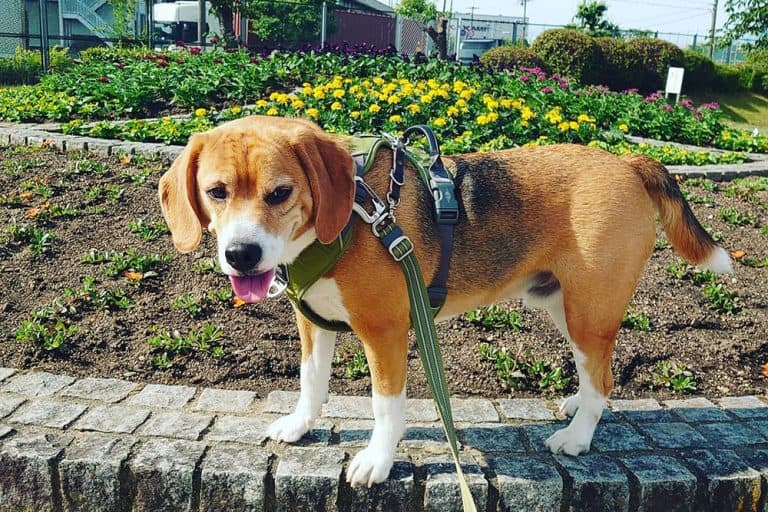 Beagle Growth and Weight Chart (Male & Female) - K9 Web