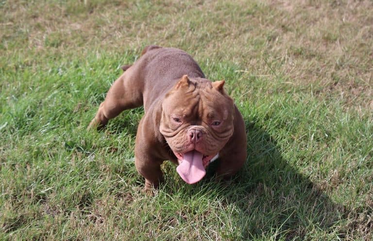 What is an Exotic Bully, and Where Do I Get One of These Bully Puppies ...