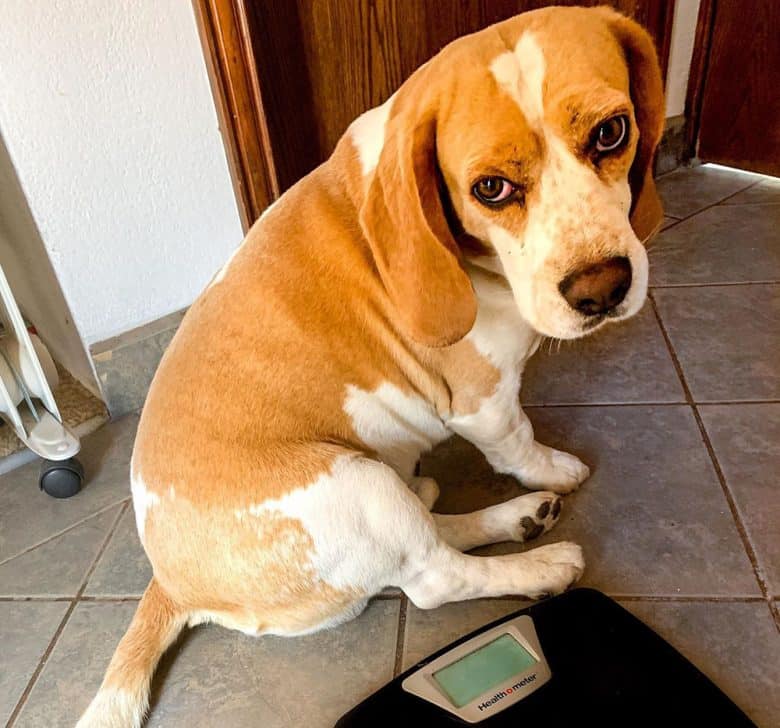 Beagle Growth and Weight Chart (Male & Female) - K9 Web