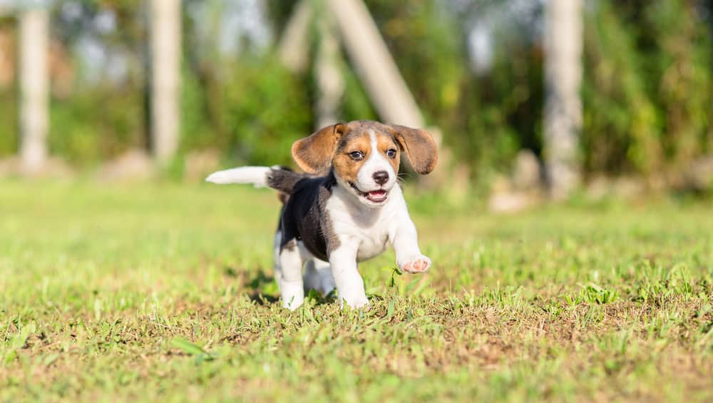 Beagle Growth and Weight Chart (Male & Female) - K9 Web