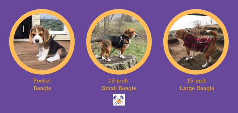 Beagle Growth and Weight Chart (Male & Female) - K9 Web