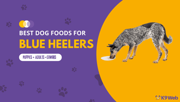 10 Best Dog Foods for Blue Heelers 2023 (Premium & Budget) - K9 Web
