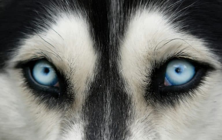 Husky Eye Colors: Is It Unusual To Have A Blue-eyed Dog? - K9 Web