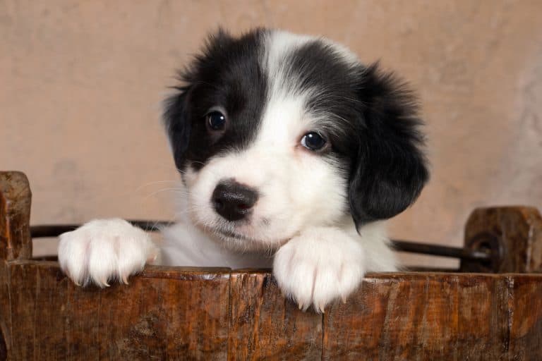 Border Collie Growth and Weight Chart (Male & Female) - K9 Web