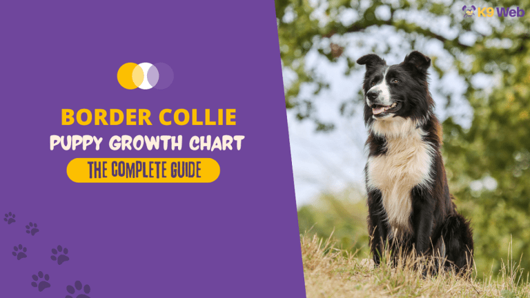Border Collie Growth and Weight Chart (Male & Female) - K9 Web