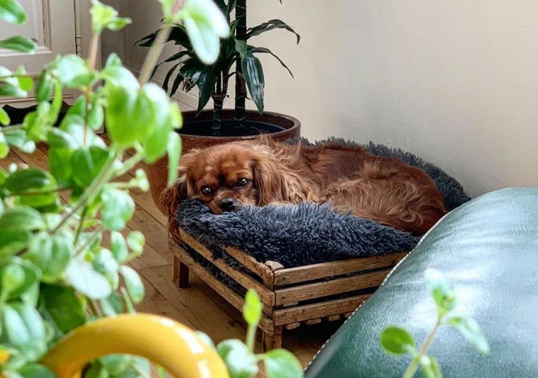 Cavalier King Charles Spaniel Price: How Much Does a Cavalier Puppy ...