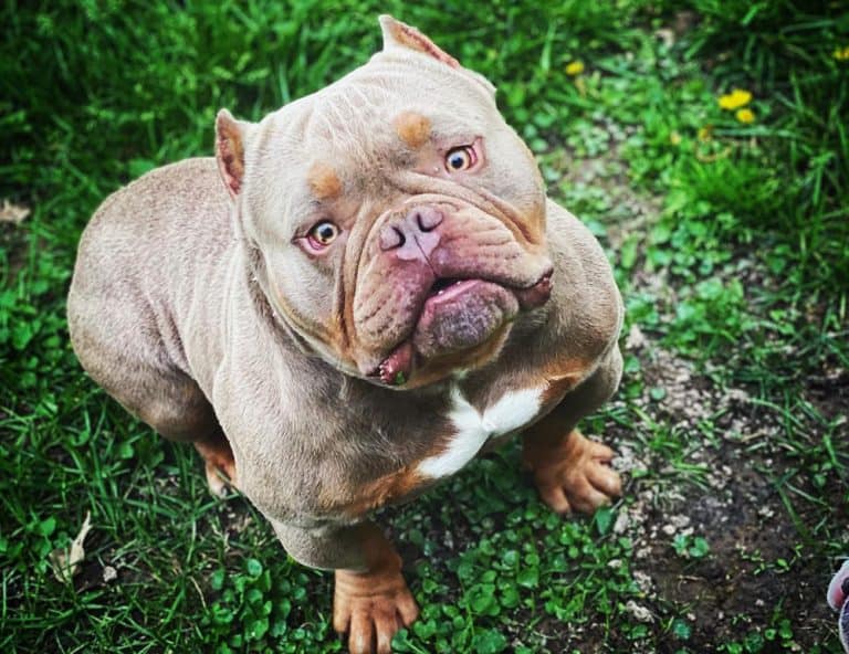 What is an Exotic Bully, and Where Do I Get One of These Bully Puppies ...