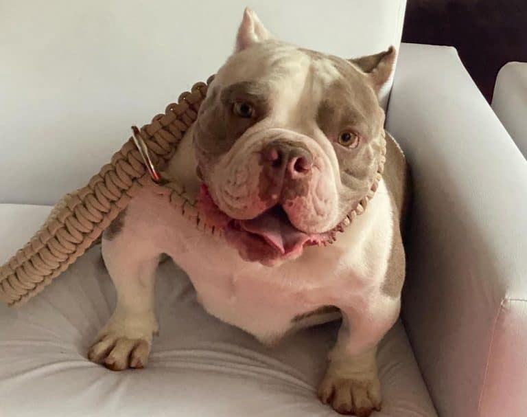 What is an Exotic Bully, and Where Do I Get One of These Bully Puppies ...