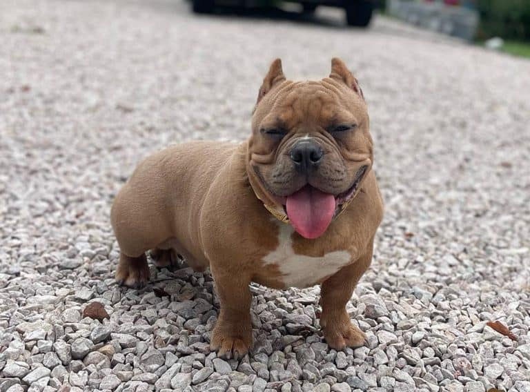 What is an Exotic Bully, and Where Do I Get One of These Bully Puppies ...
