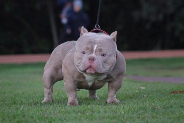 What is an Exotic Bully, and Where Do I Get One of These Bully Puppies ...