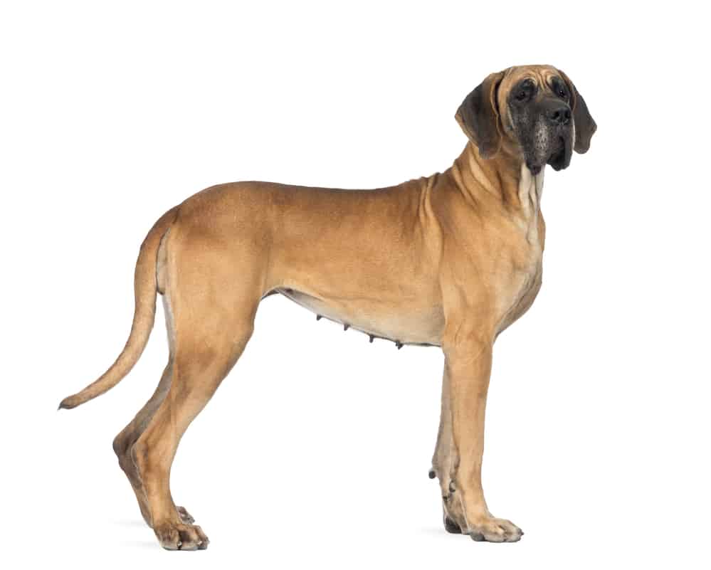Great Dane Price: How Much Does a Great Dane Puppy Cost? - K9 Web