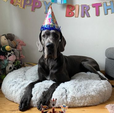 Great Dane Price: How Much Does a Great Dane Puppy Cost? - K9 Web