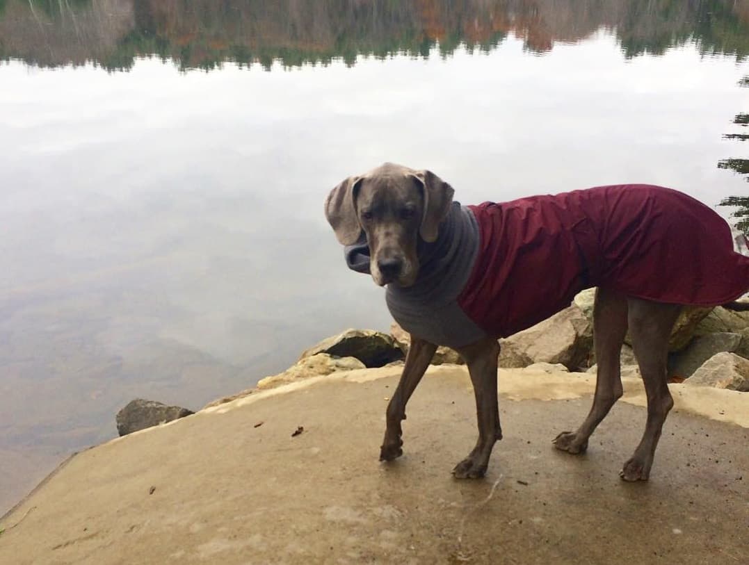 Great Dane Price: Is it Expensive to Raise this Giant Breed? - K9 Web