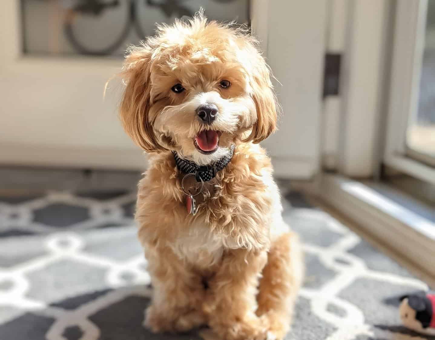 Morkie Lifespan: What’s Morkie's Average Life Expectancy? - K9 Web