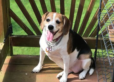 Beagle Growth and Weight Chart (Male & Female) - K9 Web