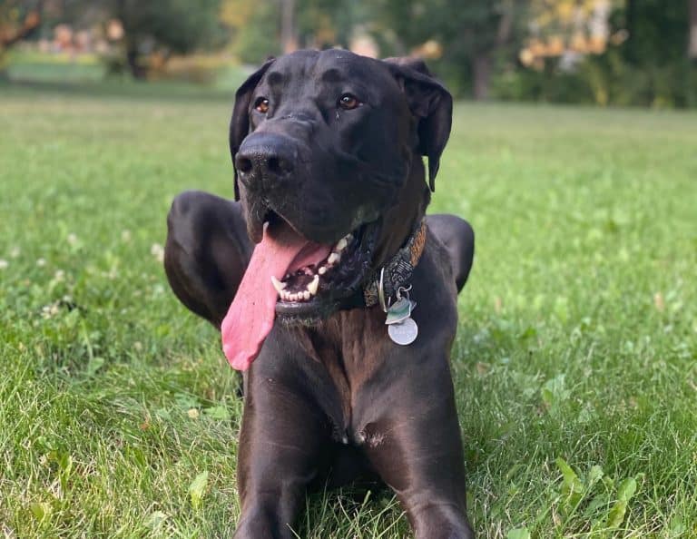 Great Dane Price: Is it Expensive to Raise this Giant Breed? - K9 Web