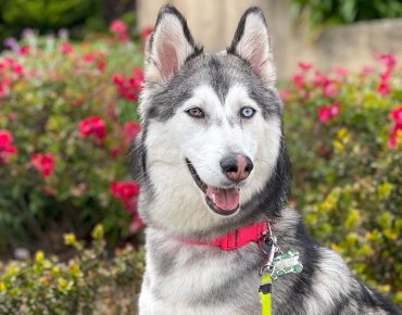 Husky Eye Colors: Is It Unusual To Have A Blue-eyed Dog? - K9 Web