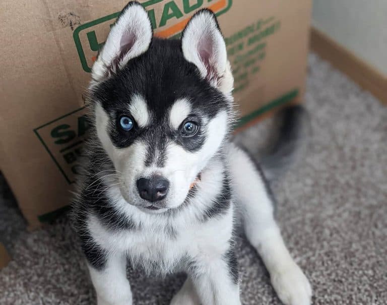 Husky Eye Colors: Is It Unusual to Have a Blue-eyed Dog? - K9 Web