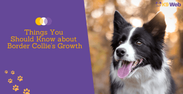 Border Collie Growth and Weight Chart (Male & Female) - K9 Web