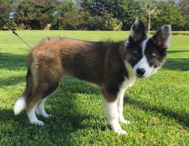 Border Collie Growth and Weight Chart (Male & Female) - K9 Web