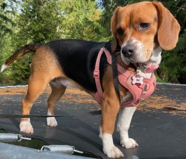 Beagle Growth and Weight Chart (Male & Female) - K9 Web