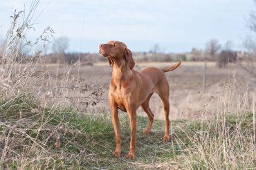 Vizsla Dog Price: Is It Expensive to Own this Hungarian Breed? - K9 Web