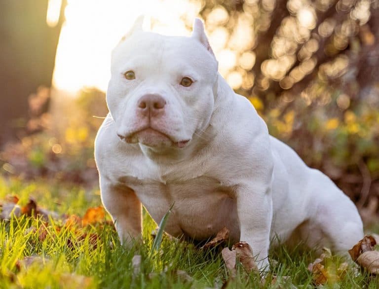 What is an Exotic Bully, and Where Do I Get One of These Bully Puppies ...
