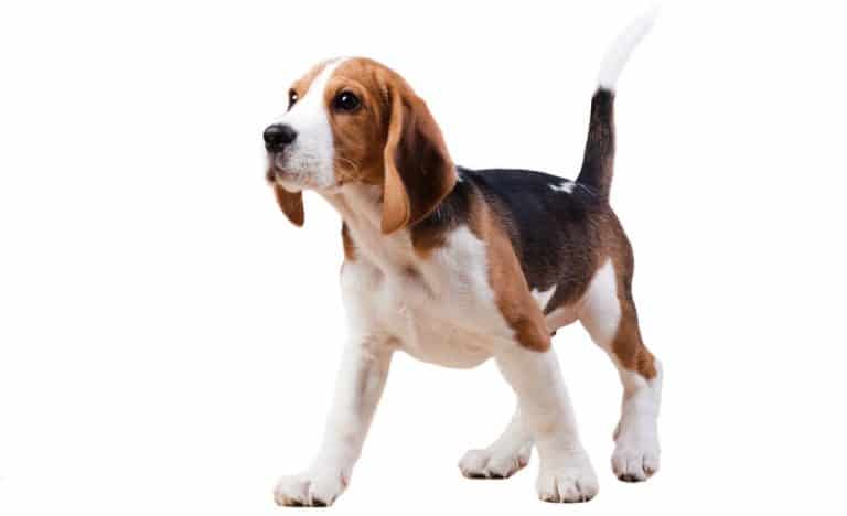 Beagle Growth and Weight Chart (Male & Female) - K9 Web